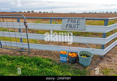 Free fruit sign and citrus fruit at a Farm Gate Tamworth NSW Australia ...