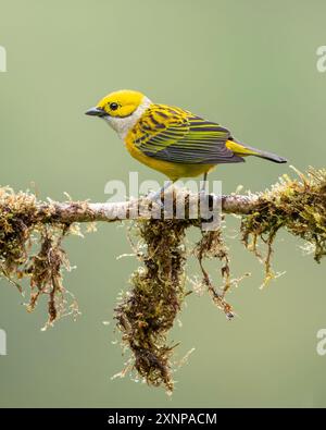 A colorful Silver-throated Tanager (Tangara icterocephala) is captured ...