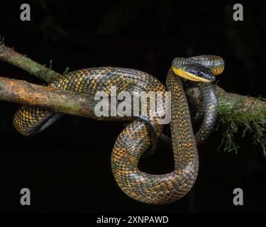 Neotropical bird snakes or bird-eating snakes (Phrynonax poecilonotus ...