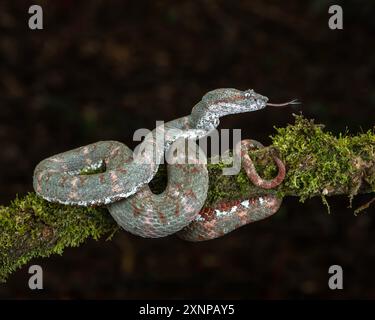 Pink Morph eyelash viper or the eyelash pit viper (Bothriechis ...