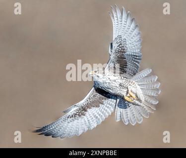 Prairie Falcon (Falco mexicanus) in flight as it hunts, Utah, western ...