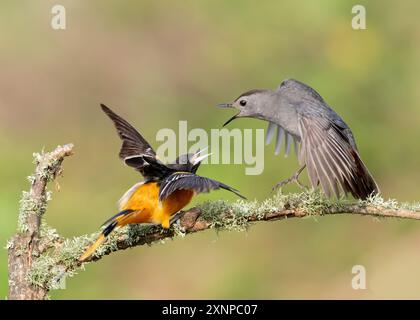 Baltimore Oriole in Texas Spring migration Stock Photo - Alamy