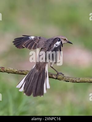 A Northern Mockingbird (Mimus polyglottos) foraging in a park in the ...