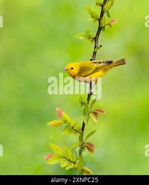 Yellow warbler during spring migration Stock Photo - Alamy