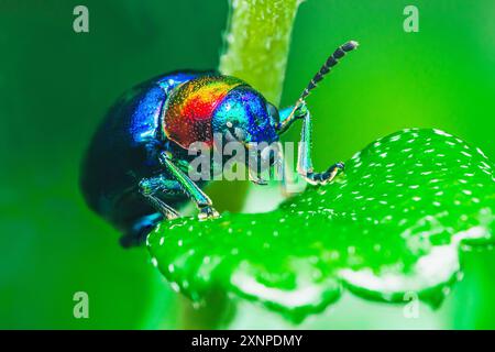 Blue Milkweed Beetle, Carabaeidae bug or family ladybug on green leaf ...