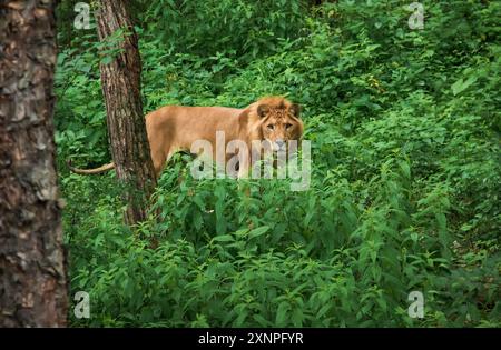 The male liliger searching something in the grass,Russian Far East ...