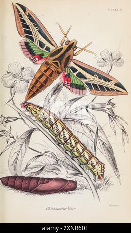 Eumorpha vitis, known as the vine sphinx, beautiful moth of the family ...