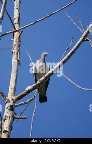 Pigeon is a common bird found across the globe. It is used to symbolize ...