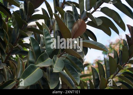 Ficus elastica (Also known as the rubber fig, rubber bush, rubber tree ...