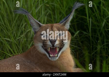 angry caracal growling and showing his teeth Stock Photo - Alamy