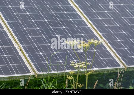 Section of racked fixed tilt PV / Photo-voltaic solar farm array of ...
