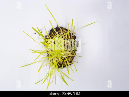 Barley Grass Seeds Jamara on a Leaf Bowl Plates for Hindu Dashain ...