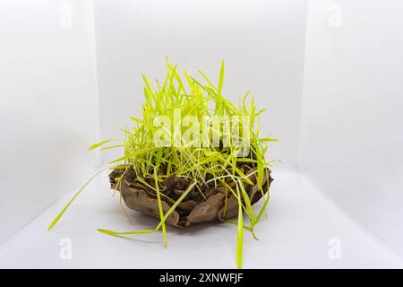 Barley Grass Seeds Jamara on a Leaf Bowl Plates for Hindu Dashain ...