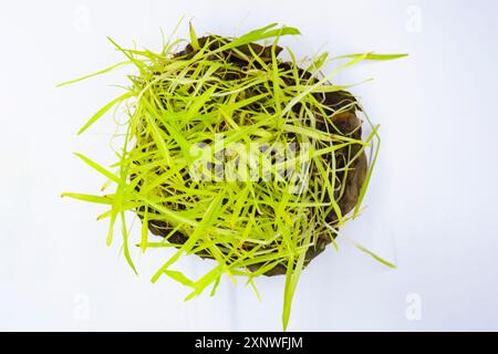 Barley Grass Seeds Jamara on a Leaf Bowl Plates for Hindu Dashain ...