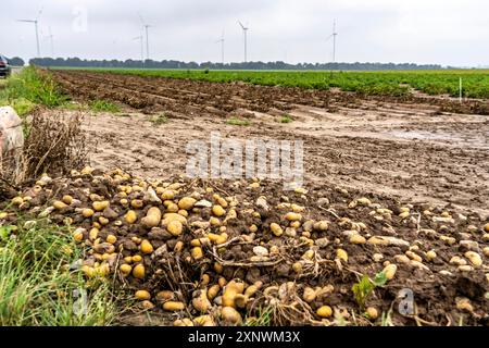 Potato field near Bedburg, flooded after heavy rainfall, many potato ...