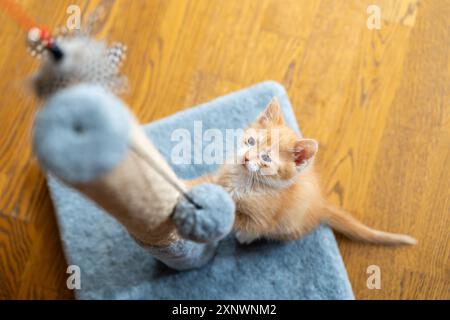 A little kitten plays with a scratching post Stock Photo - Alamy