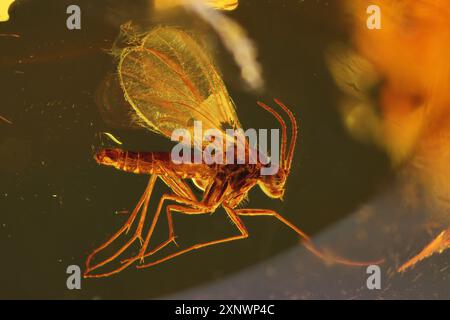 gall midge (Cecidomyiidae) imprisioned in amber from Bitterfeld ...
