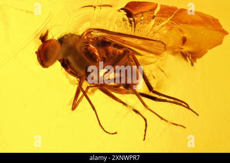 fruit fly imprisioned in amber from Bitterfeld, Germany isolated on ...