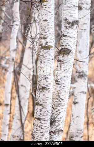 Serene birch trees standing tall in the heart of Elk Island National ...
