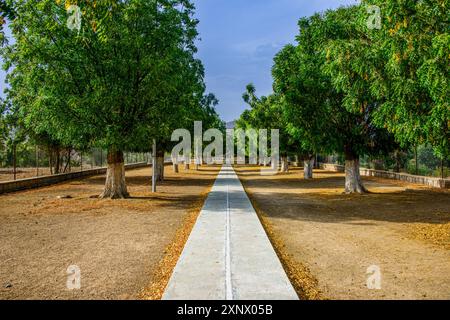 Tree alley to the Shrine of Mariam Dearit, Keren, Eritrea, Africa ...