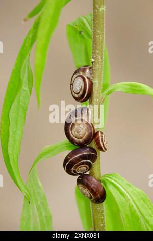 Small snails in the garden, July, Germany Stock Photo - Alamy
