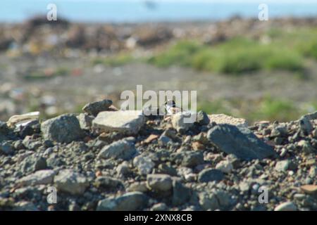 A closeup of a Little Ringed Plover on the ground outdoors Stock Photo ...