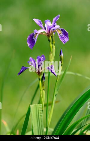 American marsh iris (Iris versicolor), flower, in bloom, at a pond ...