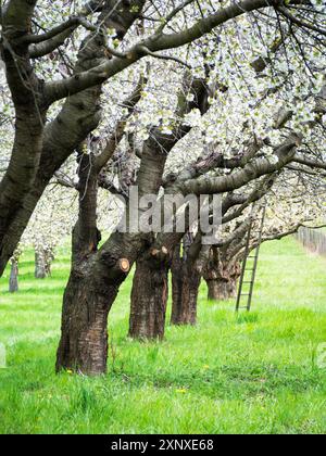 Cherry tree grove in full bloom in Spring Stock Photo - Alamy