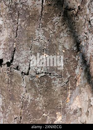 Dead sycamore maple with symptoms of ru Stock Photo - Alamy