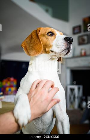Owner pet a beagle dog. Scratching dog chest. Happy dog pose at home ...