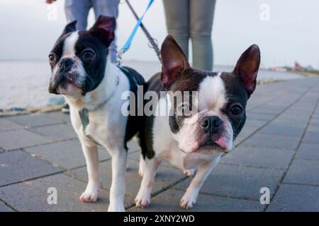 Two French Bulldogs on an outwalk Stock Photo - Alamy