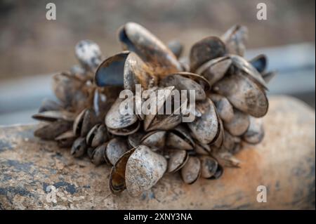 Opened shells attached to a ship at the harbor, Seydisfjordur, Iceland ...