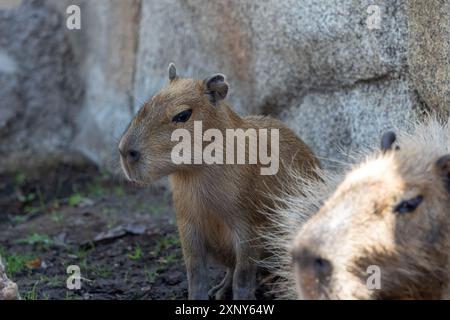 Close-up of a cute Capybara sitting on sandy ground in sunshine ...