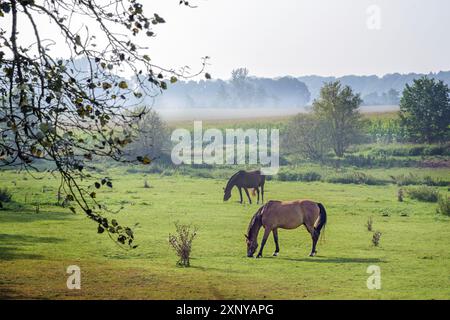 Brown horses grazing in the bush Stock Photo - Alamy