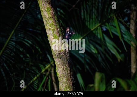 Curious Gray four-eyed opossum (Philander opossum) looking out from ...