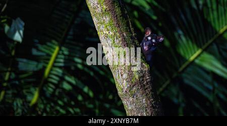 Curious Gray four-eyed opossum (Philander opossum) looking out from ...