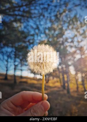 Man's hand holding tree branch with ripe yellow lemons Stock Photo - Alamy