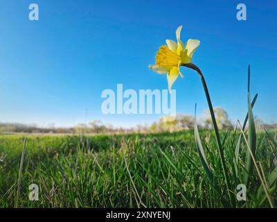 jonquil (Narcissus jonquilla), flowers of wild form Stock Photo - Alamy