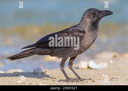 Shining Crow, Indian House Crow, House Crow, (Corvus splendens ...