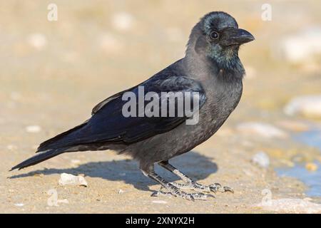 Shining Crow, Indian House Crow, House Crow, (Corvus splendens ...
