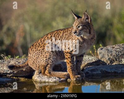 Iberian lynx drinking water, Lynx pardinus, wild cat endemic to Iberian ...