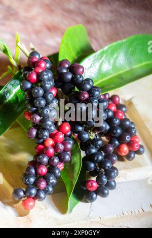 Colorful bignay cherries, a popular fruit that is often made into fruit ...