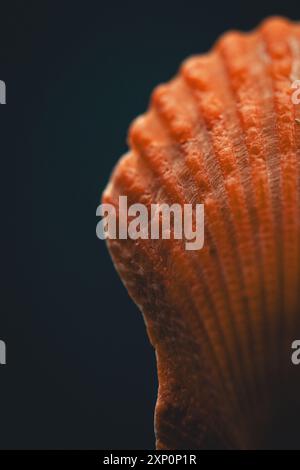 Colourful seashell still life Stock Photo - Alamy