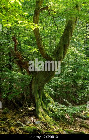 The Sababurg primeval forest, also known as the Reinhardswald primeval ...