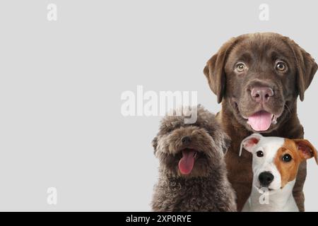 Adorable dogs on light grey background. Banner design with space for ...