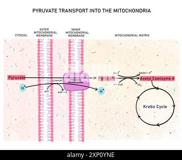 Mitochondria, Illustration, Labeled Stock Photo - Alamy