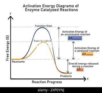 Factors affecting enzyme activity, illustration. Factors that affect ...