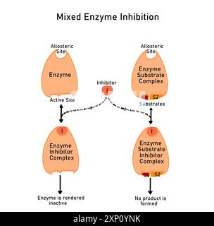 Mixed enzyme inhibition, illustration. Mixed enzyme inhibition is a ...