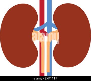 Kidney renal flat realistic icon. Human kidney anatomy vector organ icon Stock Vector Image ...