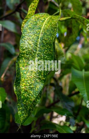 Mango leaves affected with foliar gall of mango, caused by Mango gall ...